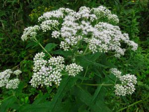 North Carolina Native Pollinator Perennial and Annual Flowers - North ...