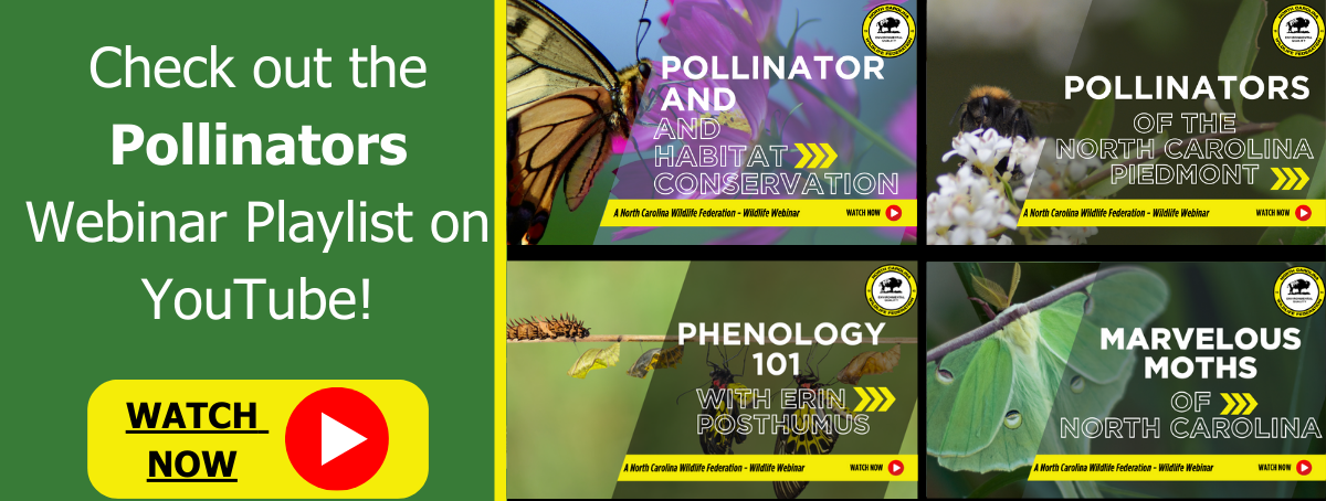 The Wide World of Pollinators - A Look at 5 of NC’s Lesser Known ...