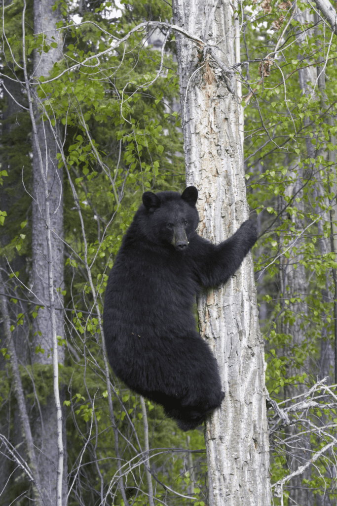 Black Bear Fest, Facts and Feats - North Carolina Wildlife Federation