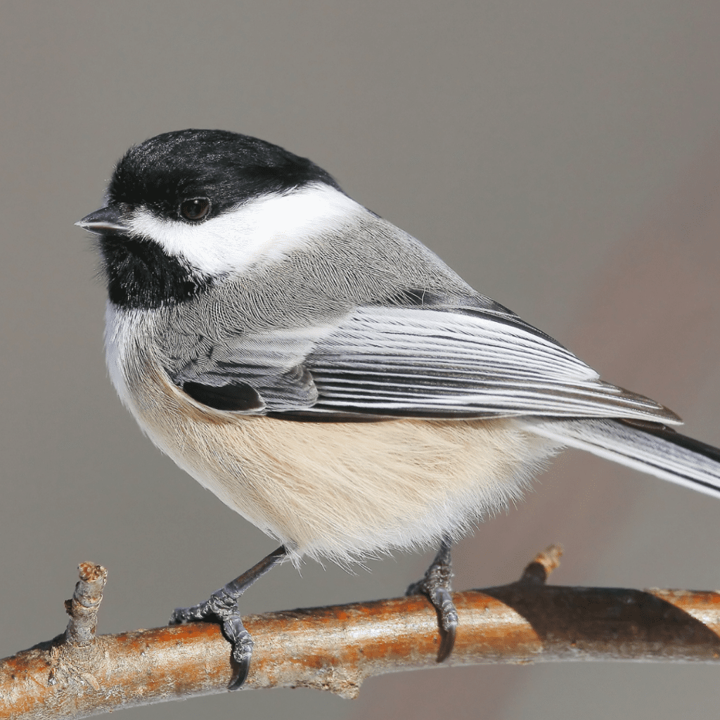 For the Love of Birds: Six Birds from North Carolina’s list of Species ...