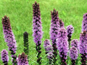 North Carolina Native Pollinator Perennial and Annual Flowers - North ...