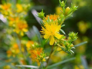 North Carolina Native Pollinator Shrubs - North Carolina Wildlife ...