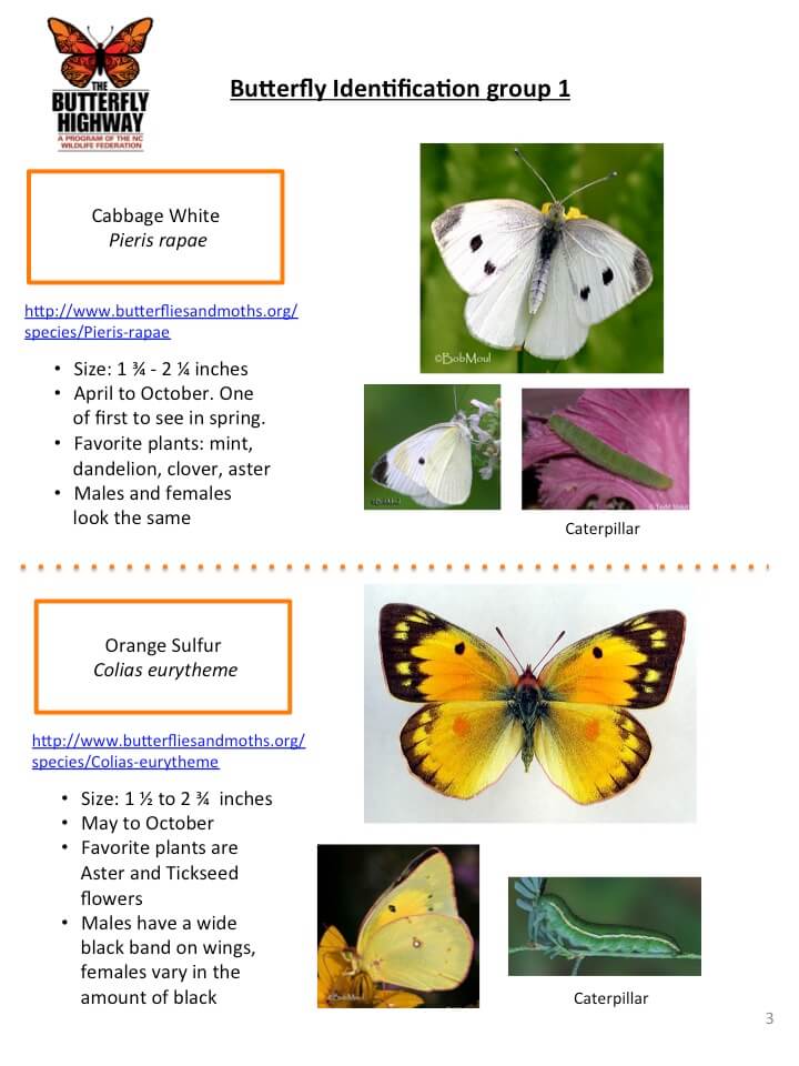 Pollinator ID Guide - North Carolina Wildlife Federation