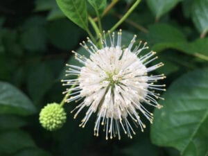 North Carolina Native Pollinator Shrubs - North Carolina Wildlife ...