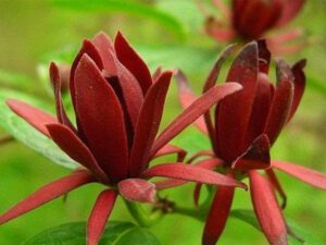 North Carolina Native Pollinator Shrubs - North Carolina Wildlife ...