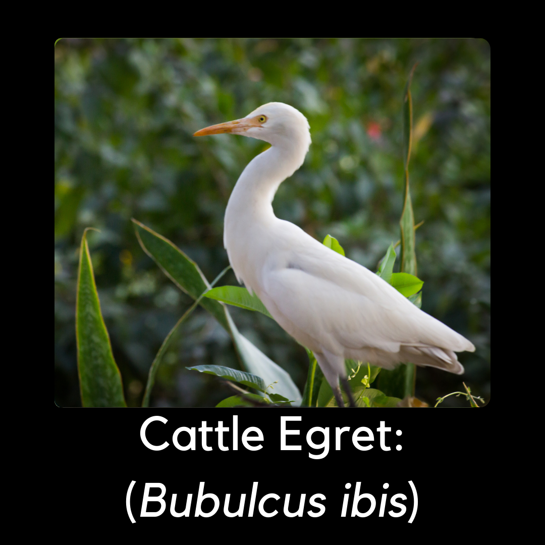 Wings of Change: Non-native and Invasive Bird Species in North Carolina - North Carolina ...