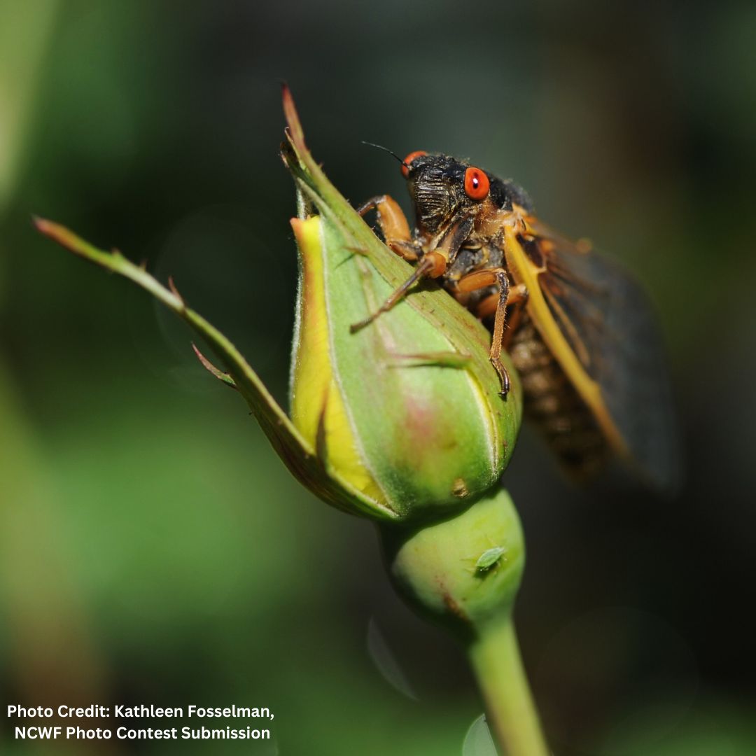 Catch The Buzz - Cicadas and the Wild Phenomenon of Dual Emergence ...