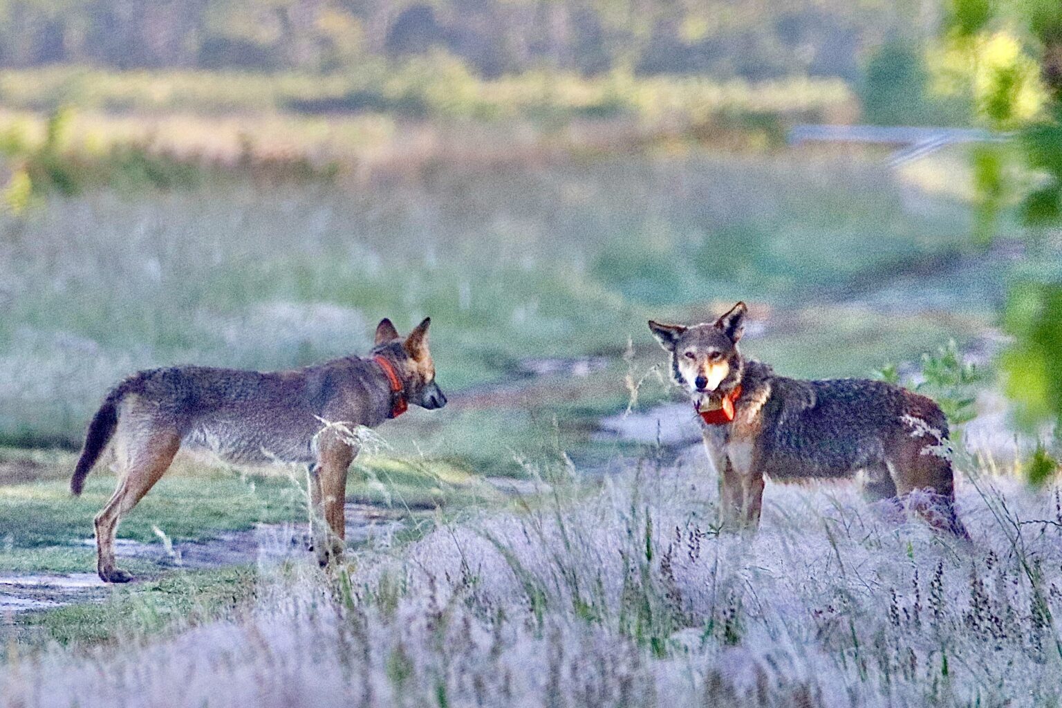 The Story Behind the Birth of Critically Endangered Red Wolf Pups ...
