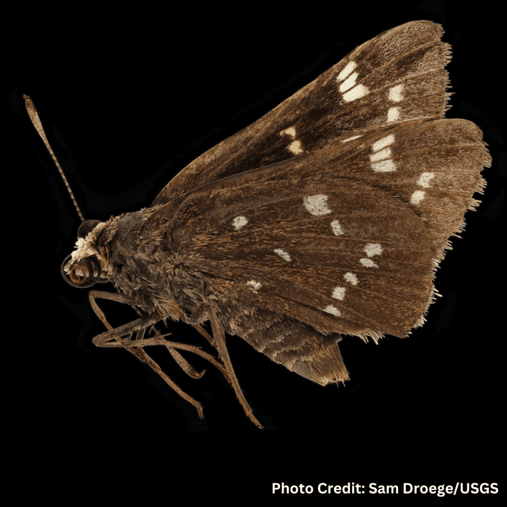 Five Pollinators from North Carolina’s list of Species of Greatest ...
