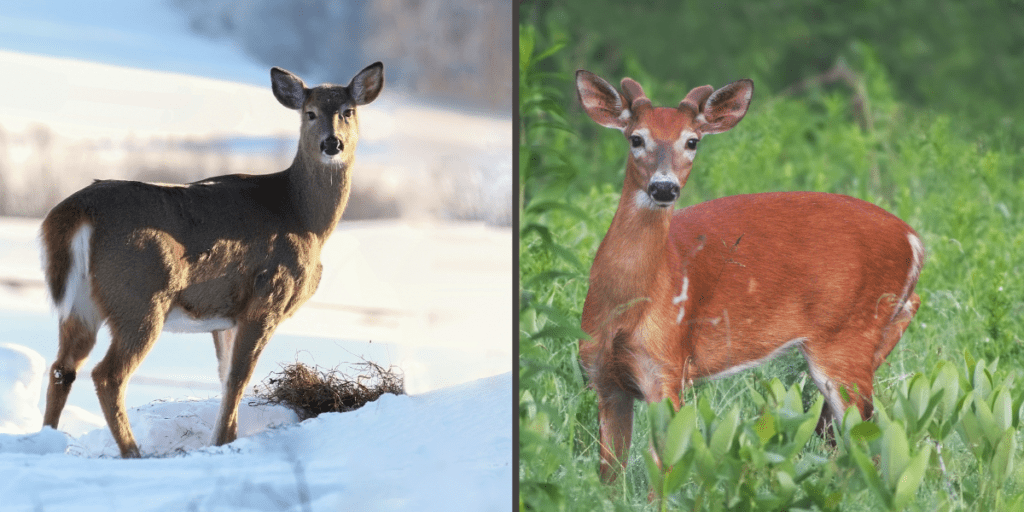 Wintering Wildlife - 3 Ways North Carolina Species Brave the Cold ...
