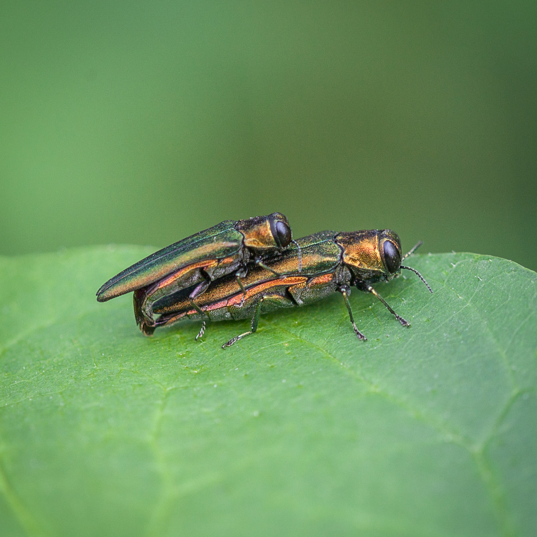 Taking Action Against Invasive Wildlife Species in North Carolina ...