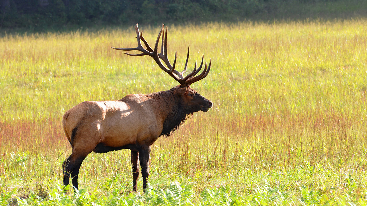 North Carolina Elk Restoration - North Carolina Wildlife Federation