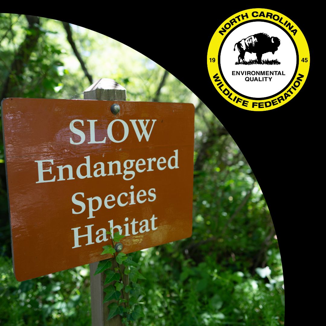 How Species are Listed and Protected Under the Endangered Species Act ...