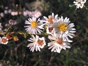 North Carolina Native Pollinator Perennial and Annual Flowers - North ...
