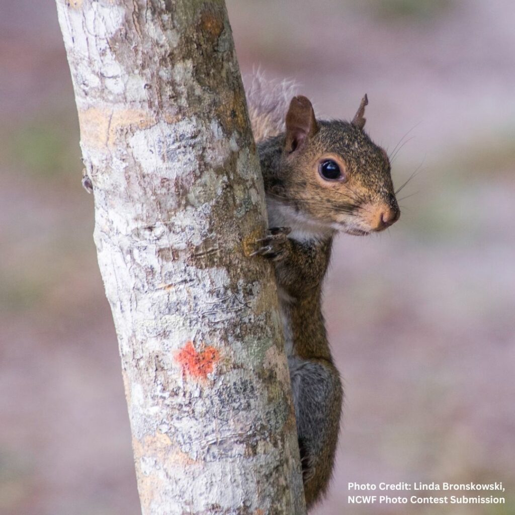 Get Squirrely: What You May Not Know About NC's Five Squirrel Species ...