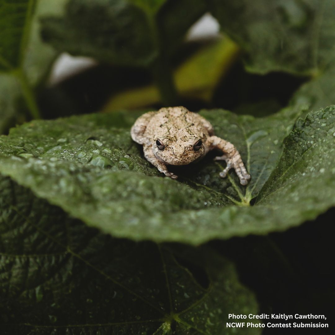 High Hopes: North Carolina Treefrogs - North Carolina Wildlife Federation