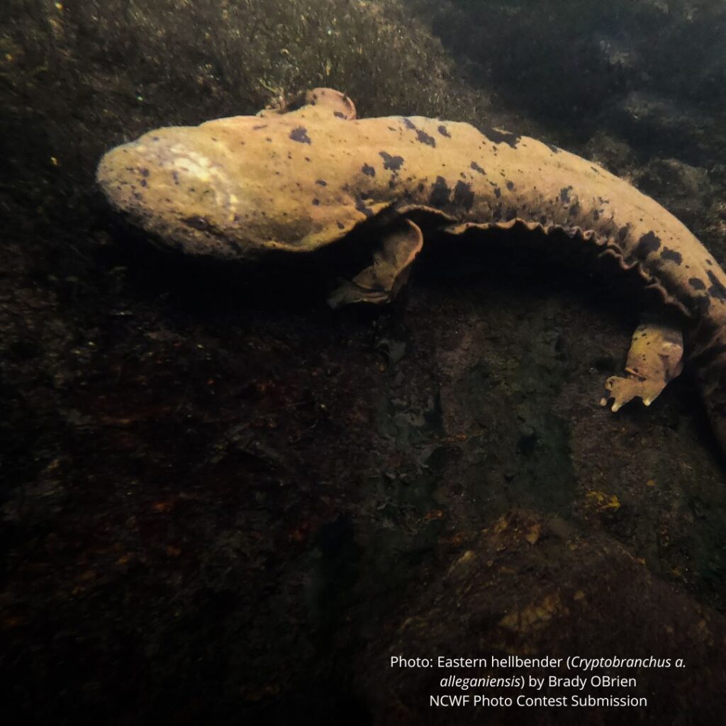 Wild Connections - NCWF's 2025 Year in Review - North Carolina Wildlife ...