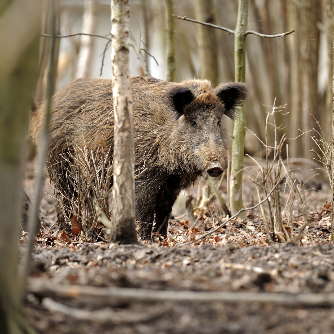 Taking Action Against Invasive Wildlife Species in North Carolina ...