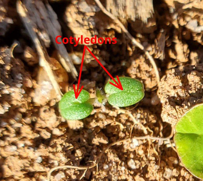 Digging Deeper for Pollinators: NCWF's Butterfly Highway Seed Trials ...