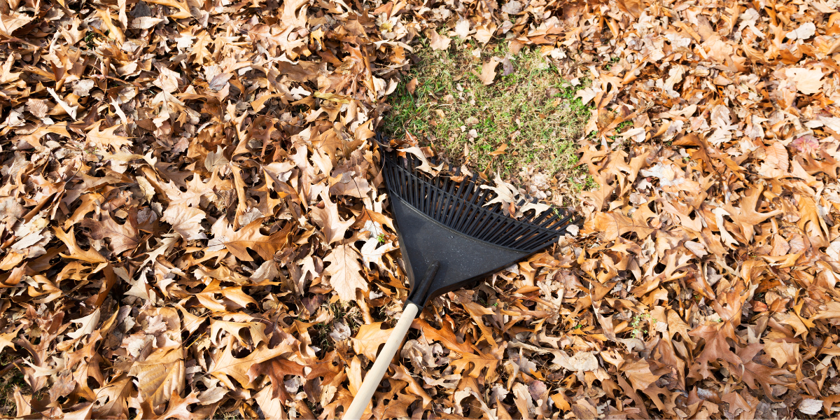 Leave the Leaves: Embracing Beautiful Messes in Nature Benefits ...