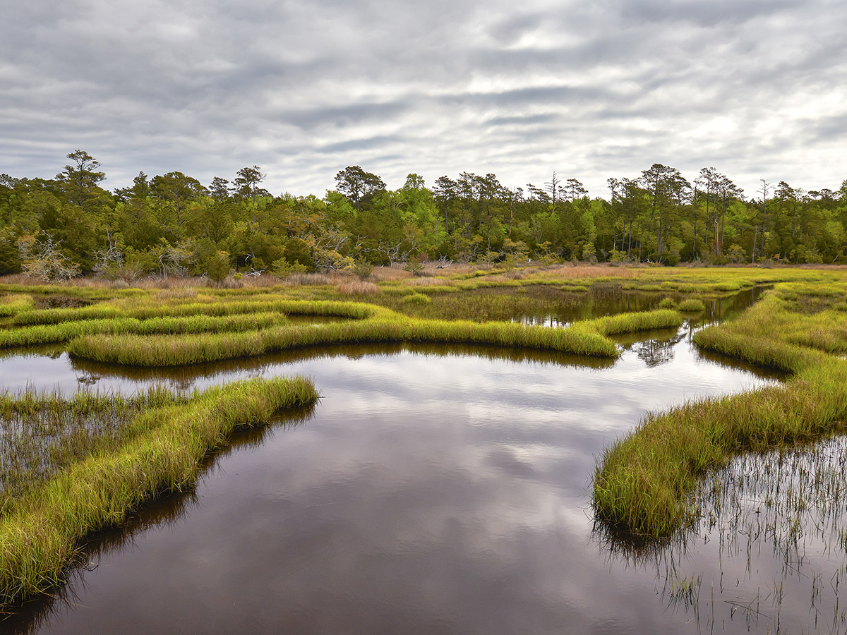 World Wetlands Day : Everything You Need to Know About NC Wetlands ...