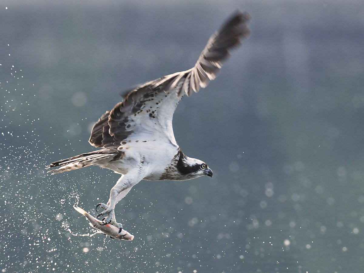 Birds of a Feather - Famous Ospreys Return to Lake Norman Nesting ...