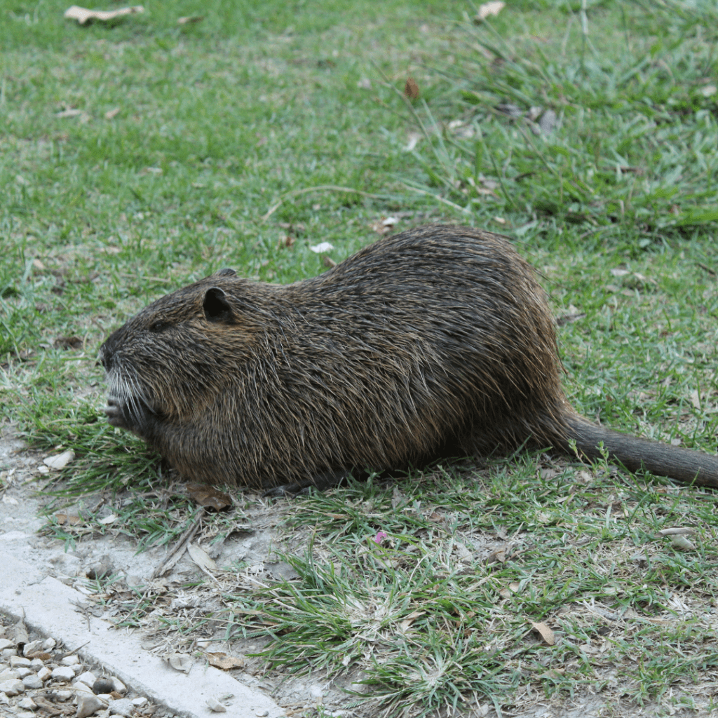 Taking Action Against Invasive Wildlife Species in North Carolina ...