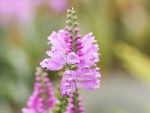 North Carolina Native Pollinator Perennial and Annual Flowers - North ...