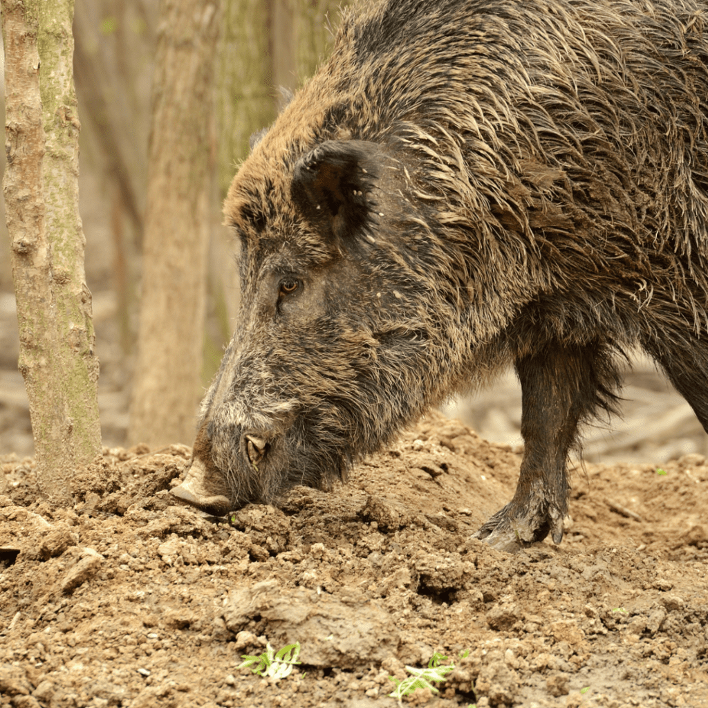 Taking Action Against Invasive Wildlife Species in North Carolina ...