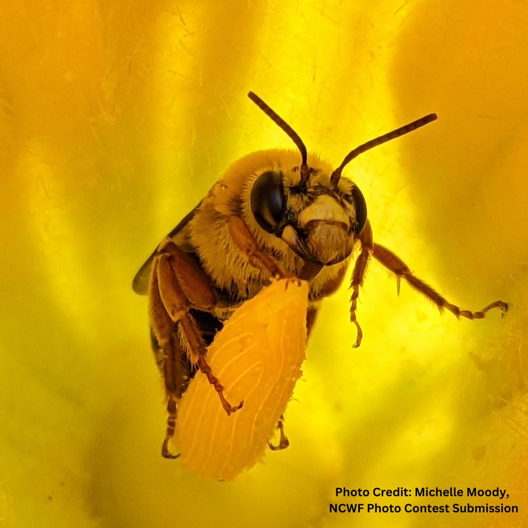 The Wide World of Pollinators - A Look at 5 of NC’s Lesser Known ...