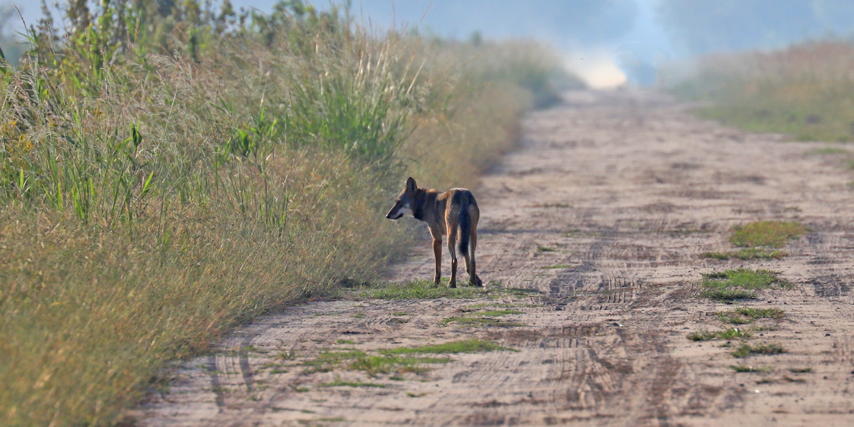 Conservation Conversations: Howling for Red Wolves - North Carolina ...