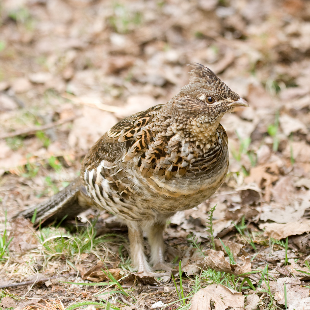 For the Love of Birds: Six Birds from North Carolina’s list of Species ...