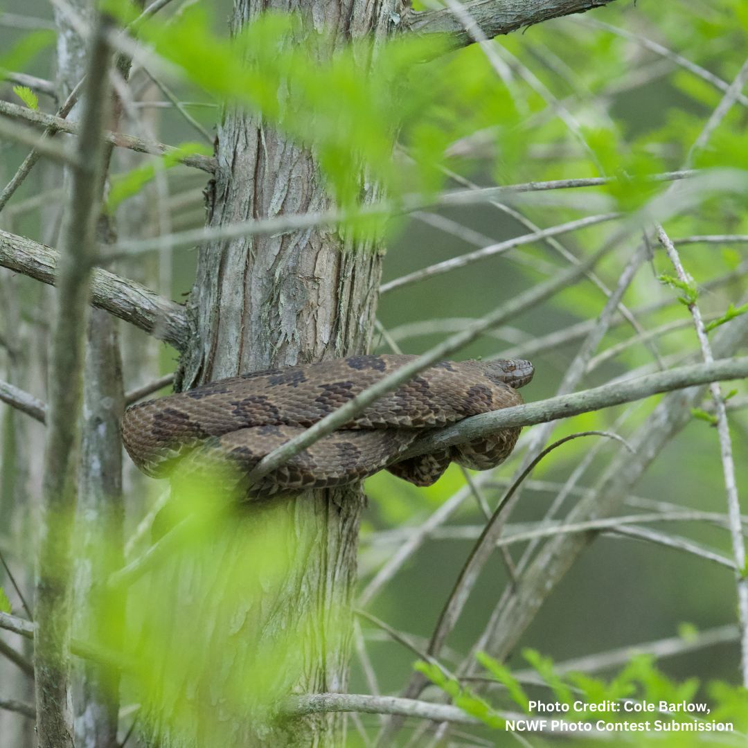 Wildlife in the Overstory: North Carolina Species in the Treetops ...