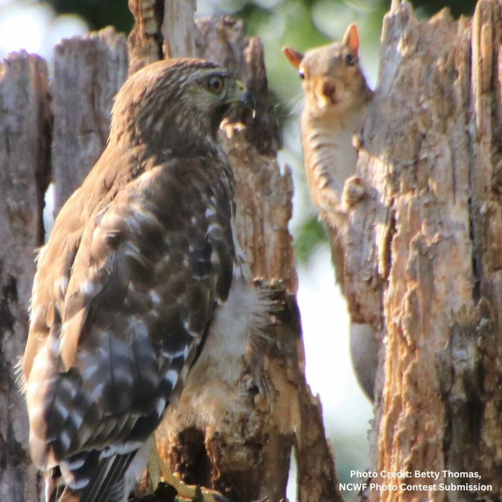 Get Squirrely: What You May Not Know About NC's Five Squirrel Species ...