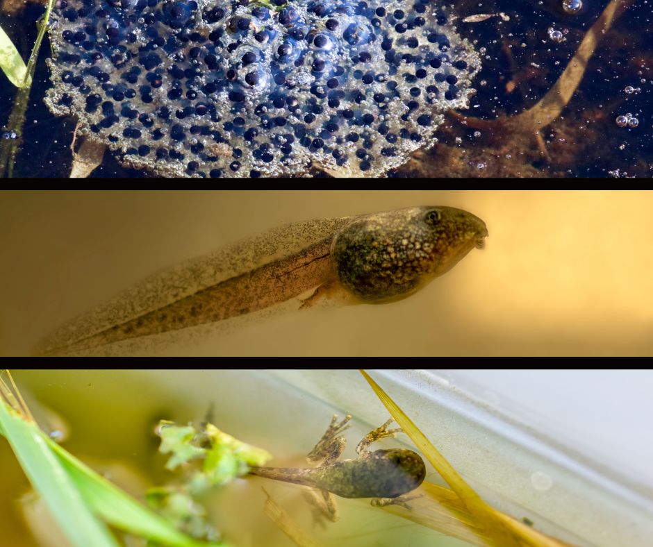 High Hopes: North Carolina Treefrogs - North Carolina Wildlife Federation