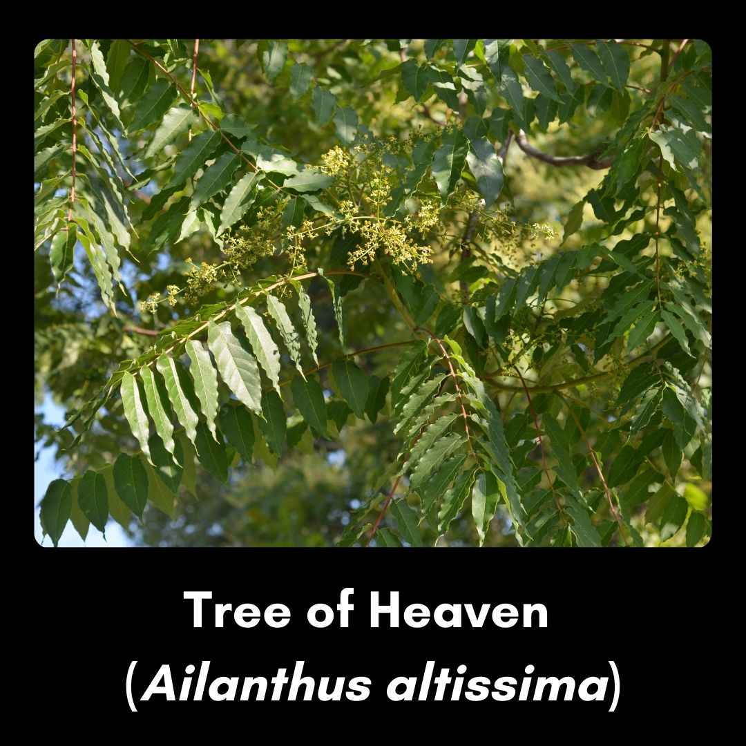 Treetop Wildlife and Forest Habitats Face Threats from Invasive Species ...