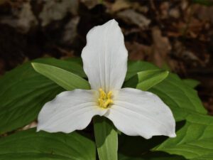 North Carolina Native Pollinator Perennial and Annual Flowers - North ...