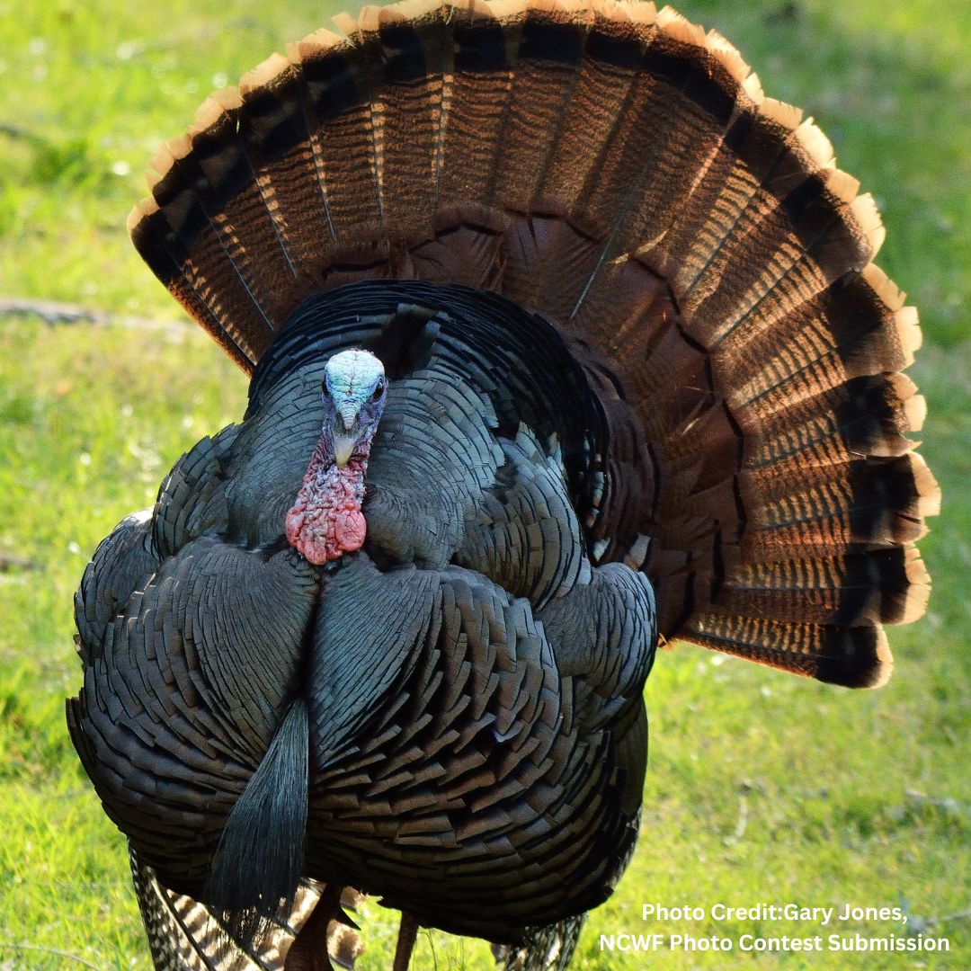 North Carolina Wild Turkeys - Wildlife in the Overstory 2024 Revised ...