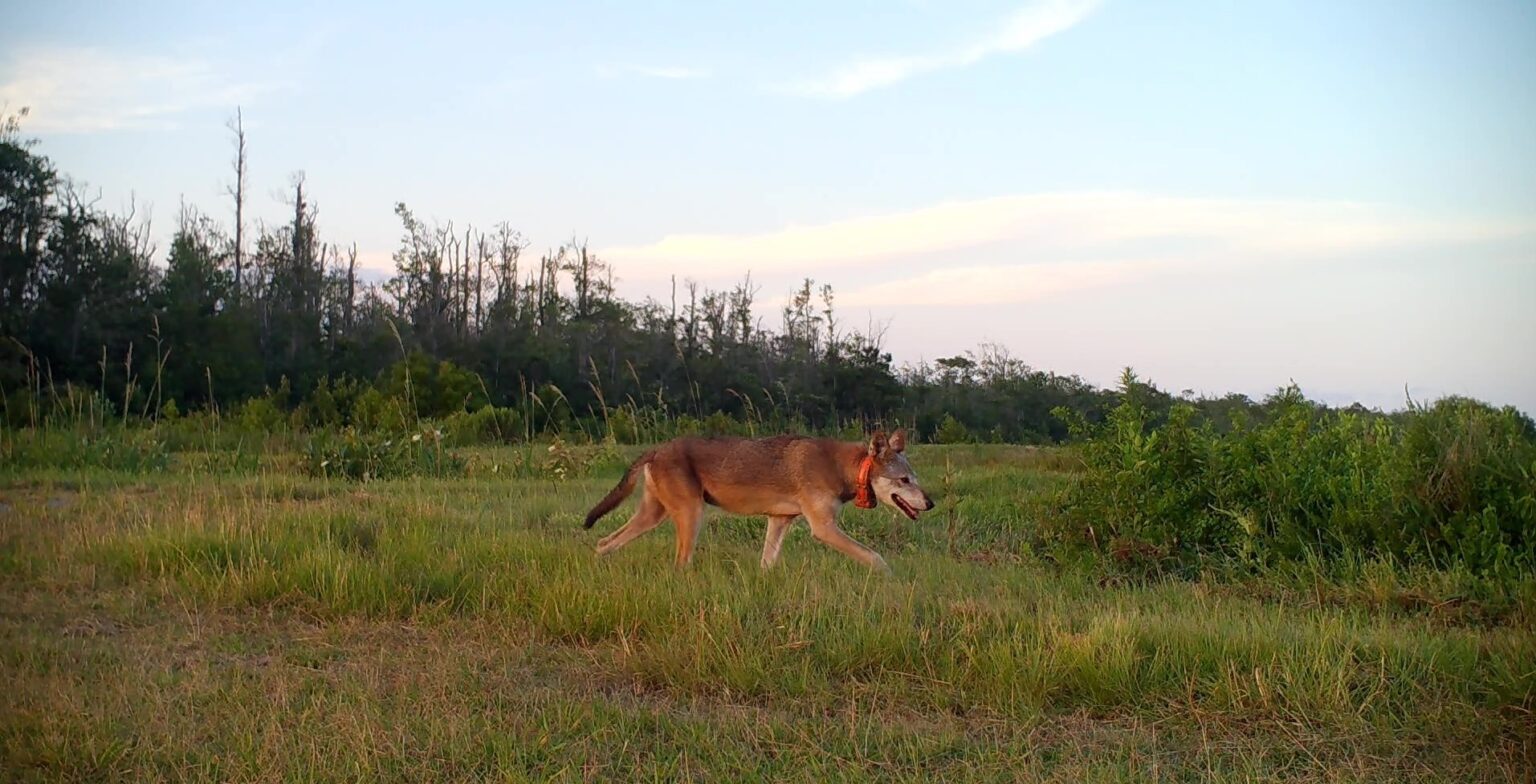 Wildlife on Public Lands: 7 Species That Rely on NC’s Parks, Forests ...