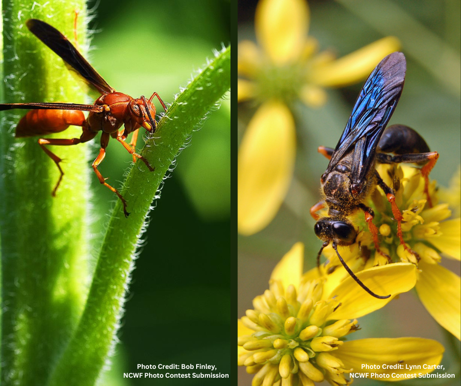 The Wide World of Pollinators - A Look at 5 of NC’s Lesser Known ...
